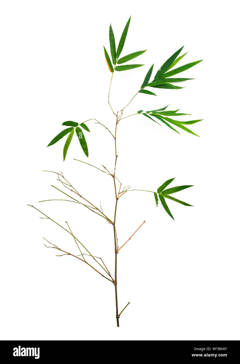 Bamboo dark green leaves on white background Stock Photo - Alamy Bamboo dark green leaves on white background Stock Photo - Alamy