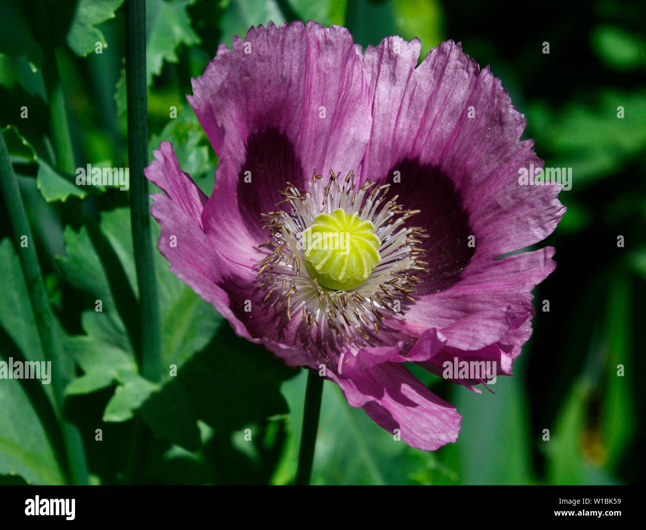 Mauve poppy in gardens at Alfriston, East Sussex, UK Stock Photo - Alamy