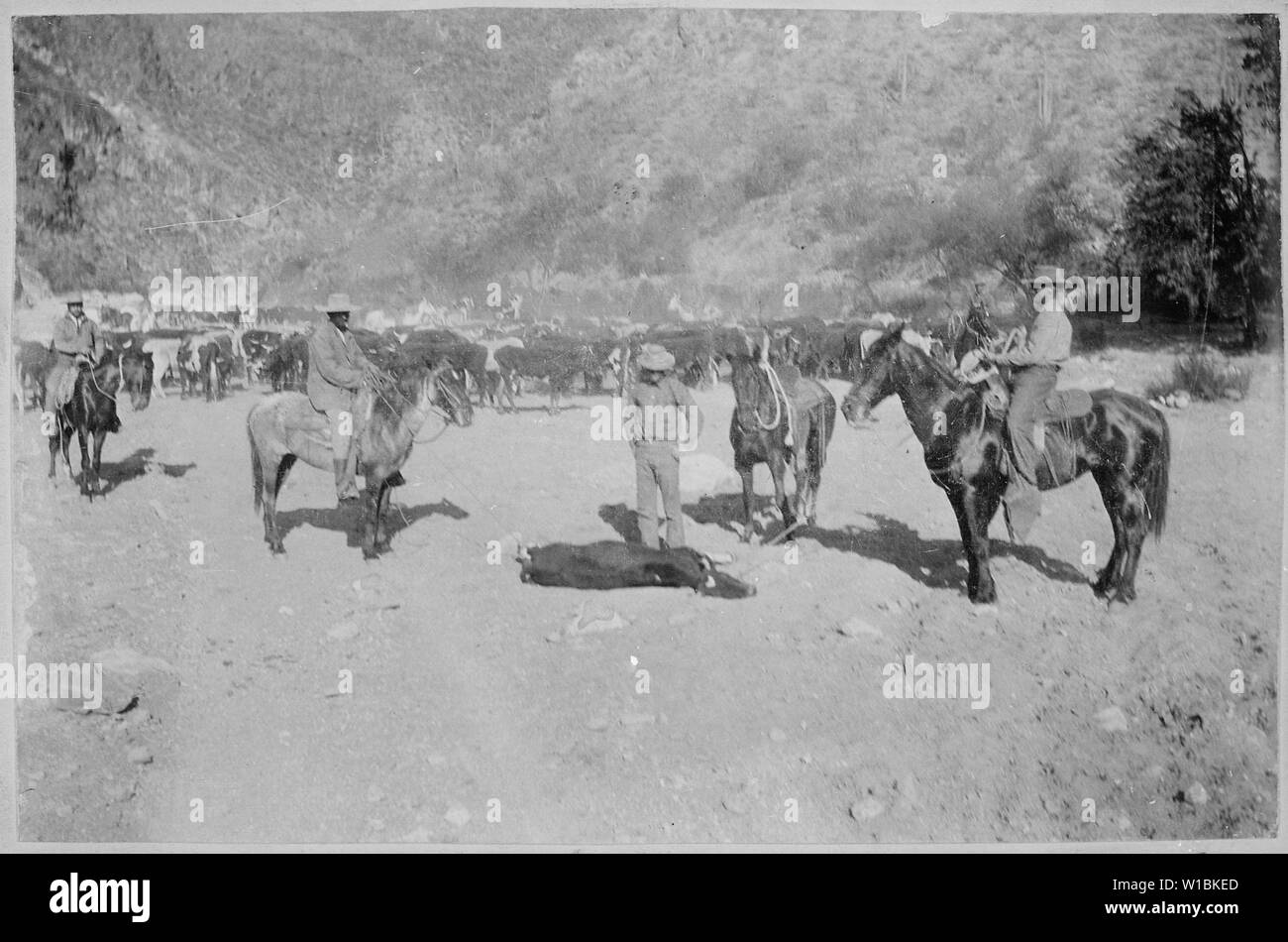 Cattle Round Up. Close view of a steer downed for branding, ca. 1896 ...
