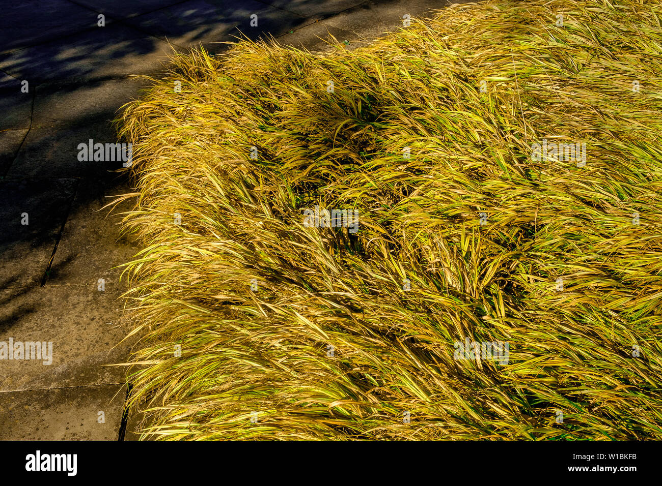 Long grass texture hi-res stock photography and images - Alamy