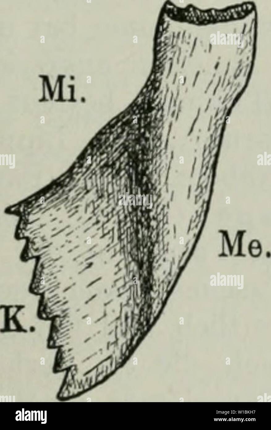 Ameise illustration hi-res stock photography and images - Alamy