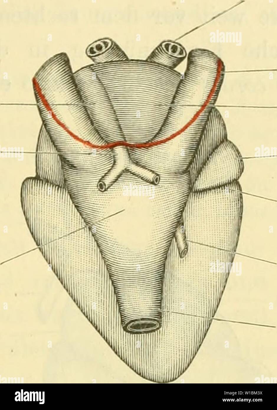 Truncus arteriosus hi-res stock photography and images - Alamy