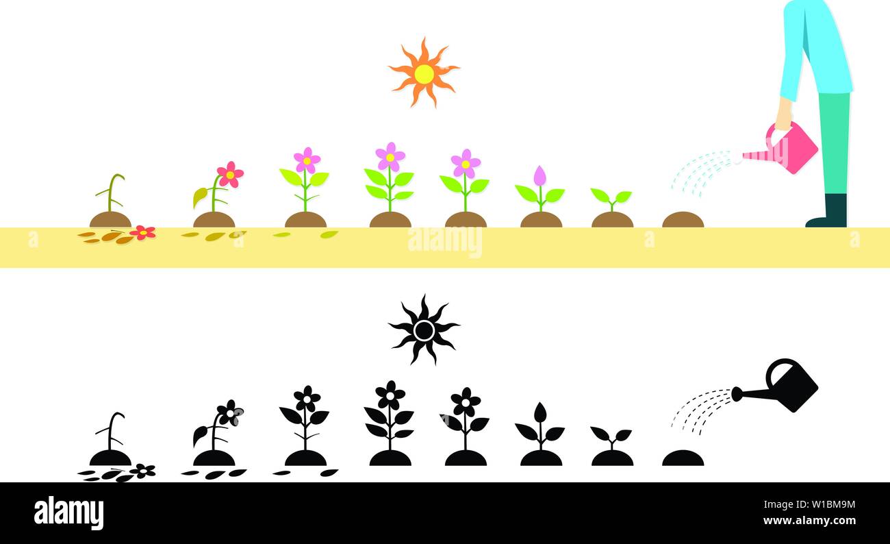 Animated Flowers Growing Time Lapse