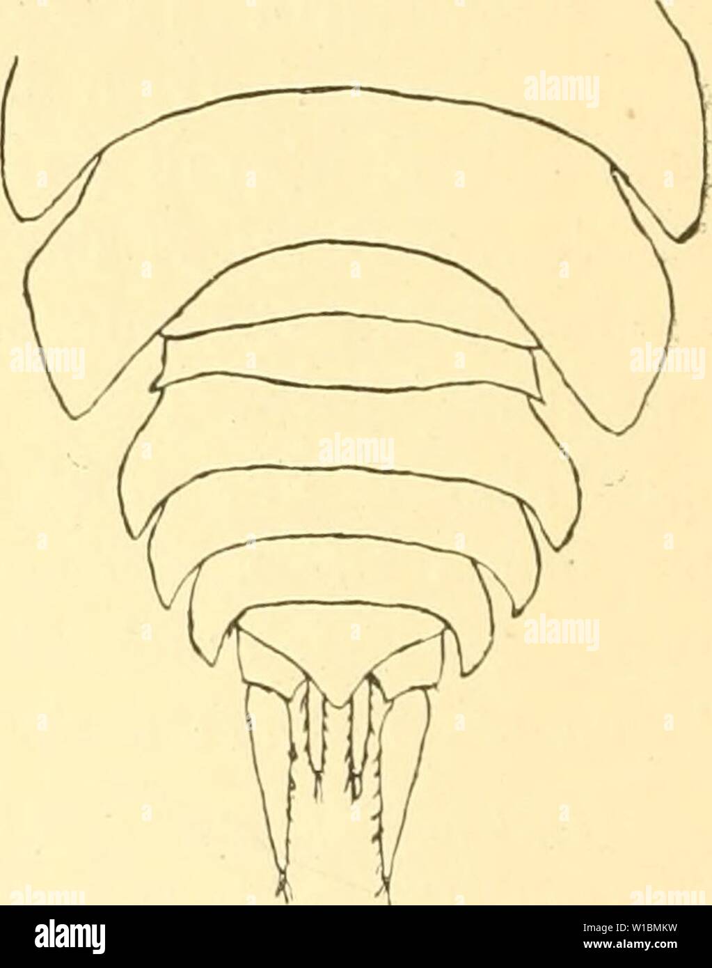 Asseln hi-res stock photography and images - Alamy