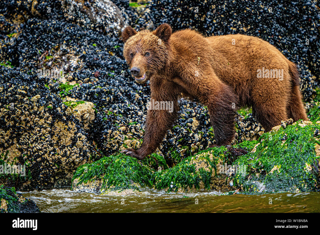 Grizzly bear cub feasting along the low tideline in Knight Inlet, First ...