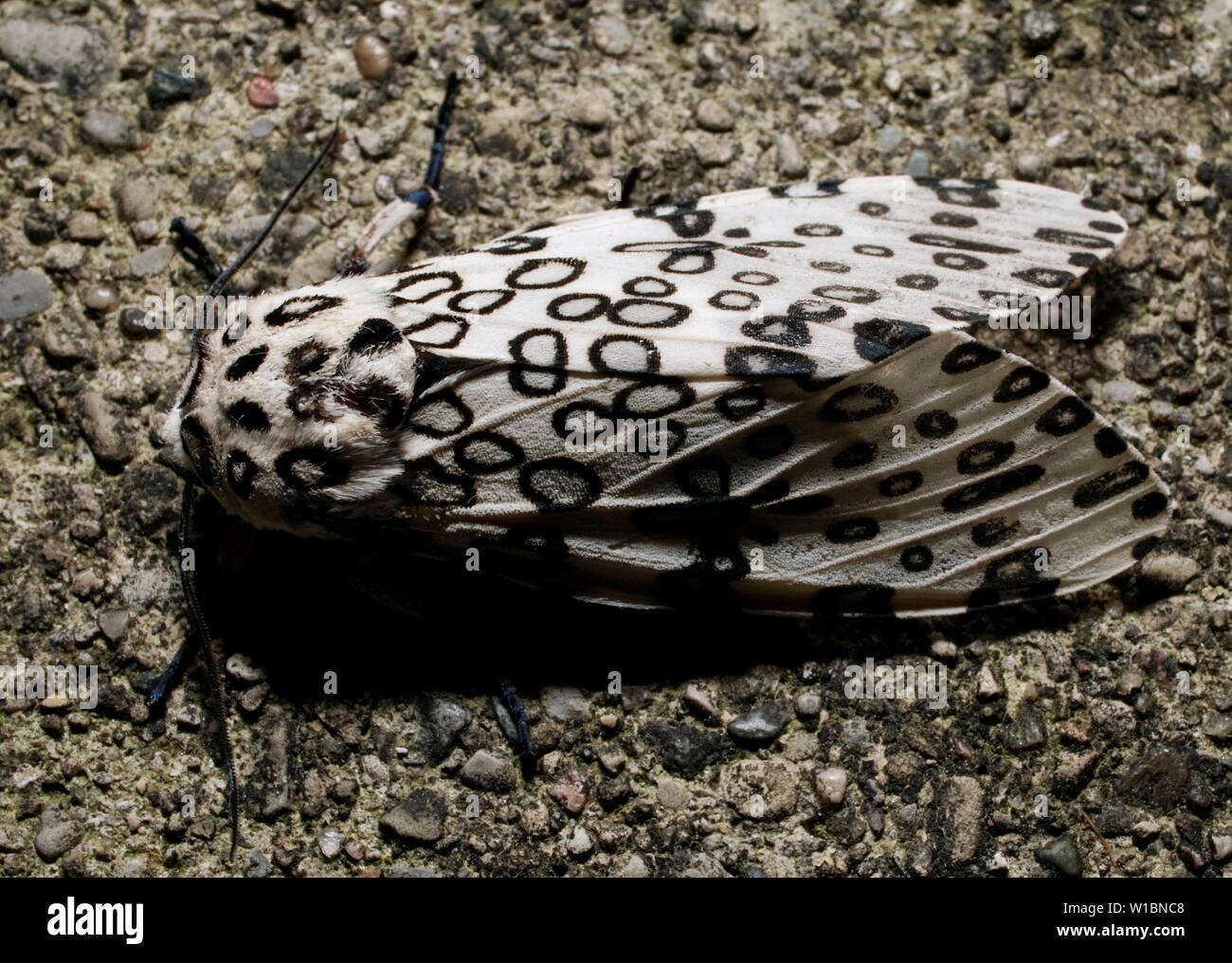 Giant leopard moth (hypercompe scribonia Stock Photo - Alamy