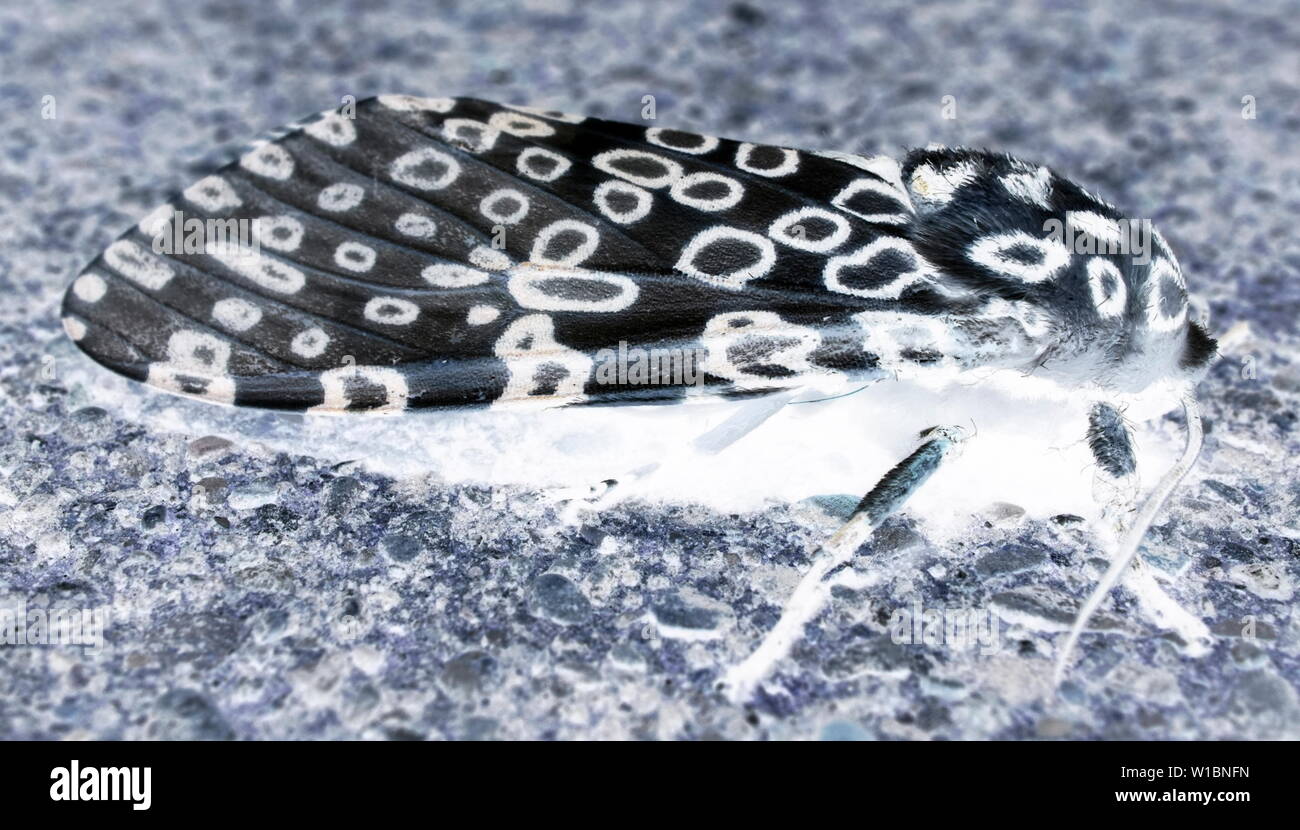 Giant leopard moth (hypercompe scribonia Stock Photo - Alamy