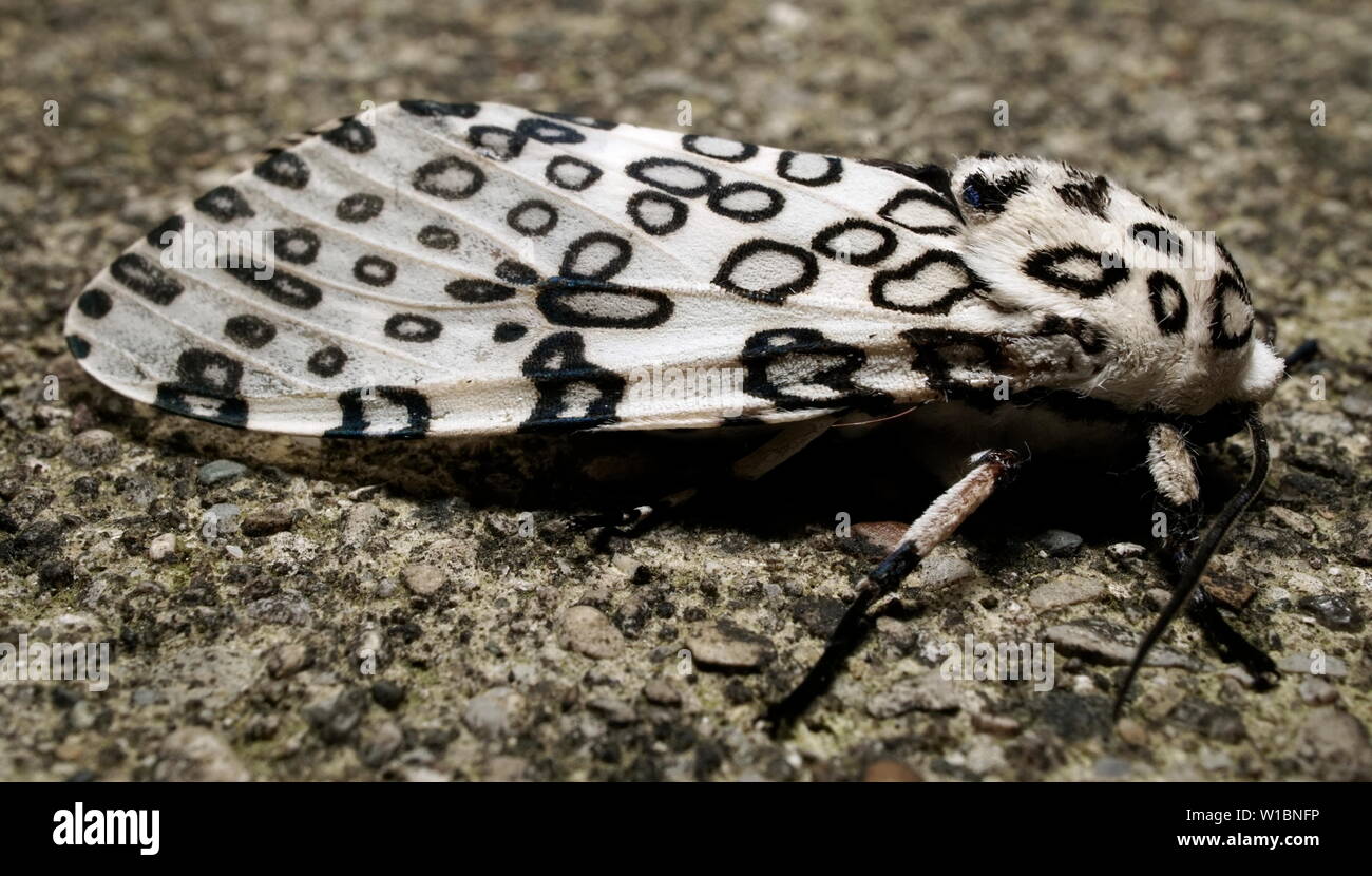 Giant leopard moth (hypercompe scribonia Stock Photo - Alamy