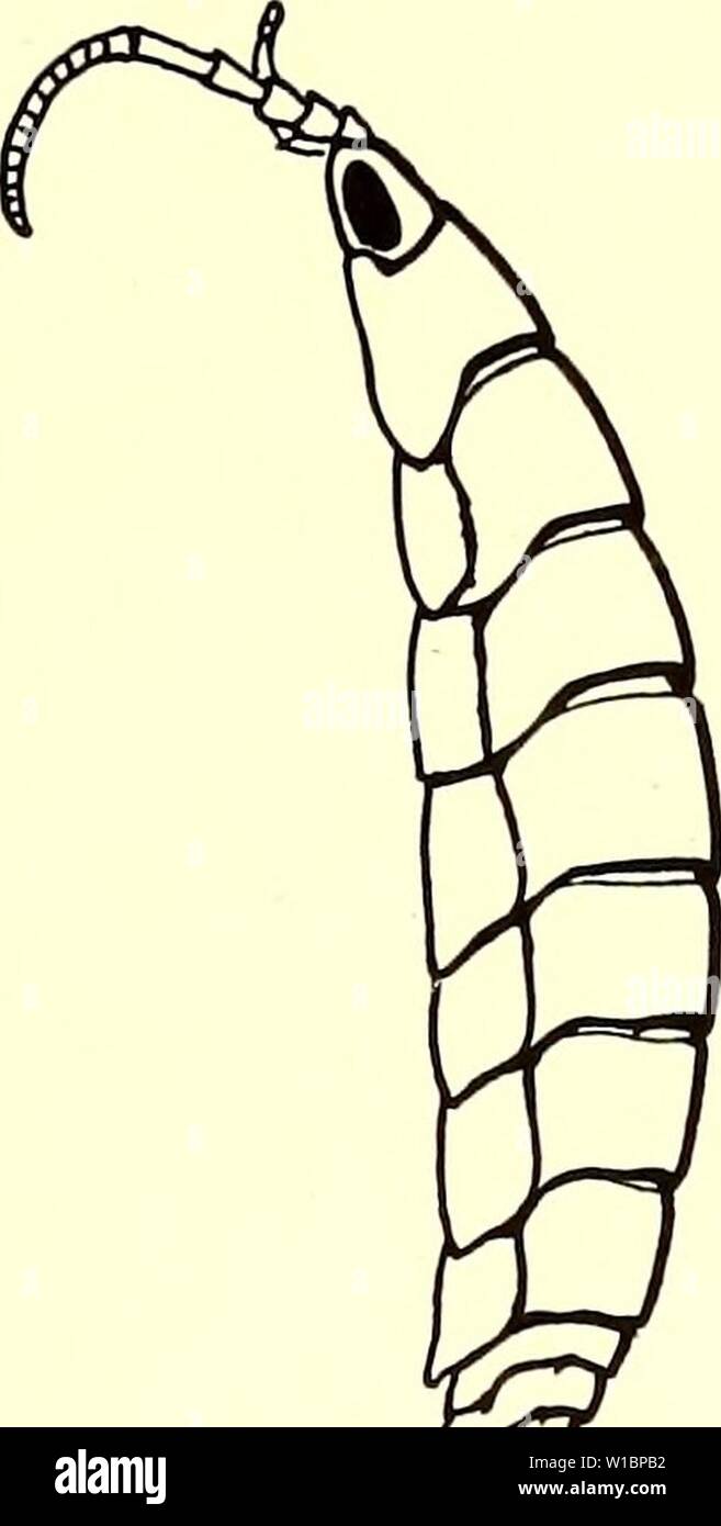 Idothea baltica hi-res stock photography and images - Alamy