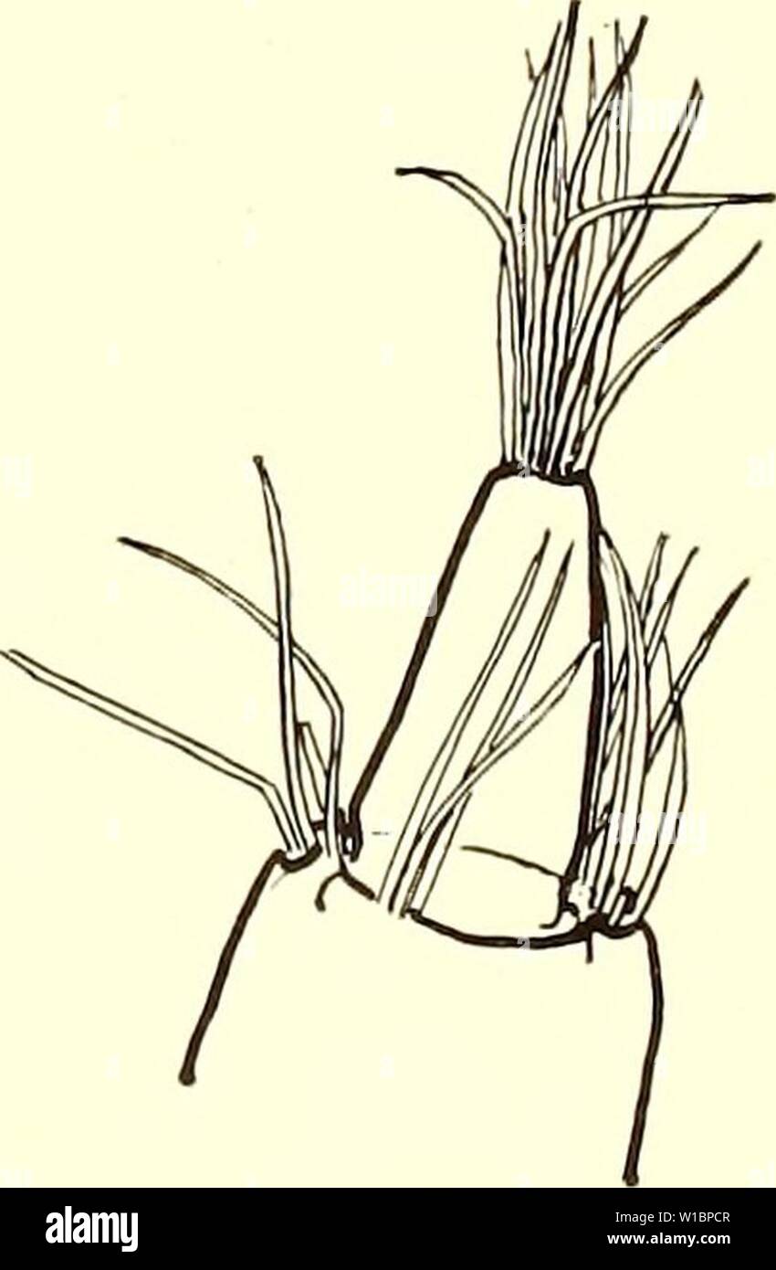 Idothea baltica hi-res stock photography and images - Alamy