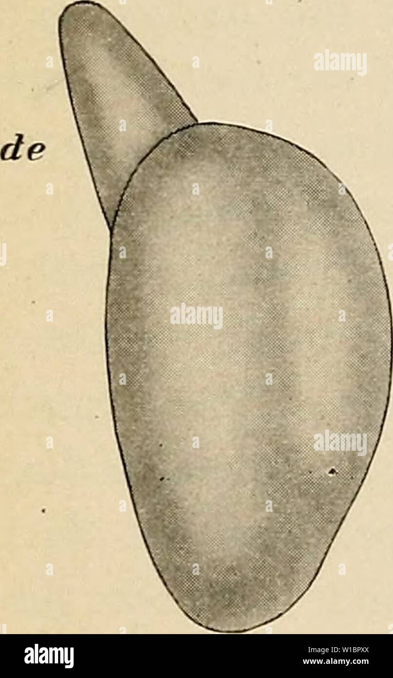 Endolymph hi-res stock photography and images - Alamy