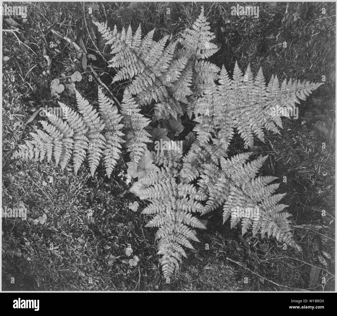 Close-up of ferns, from directly above, In Glacier National Park ...