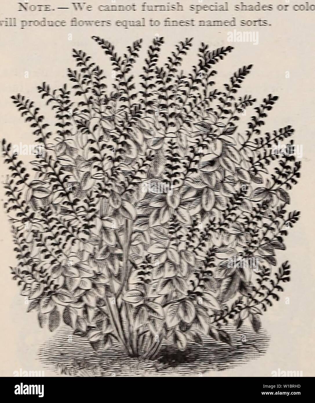 Coleus drawing hi-res stock photography and images - Alamy