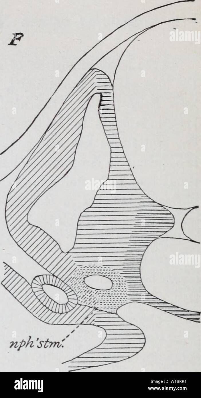 Mullerian duct hi-res stock photography and images - Alamy