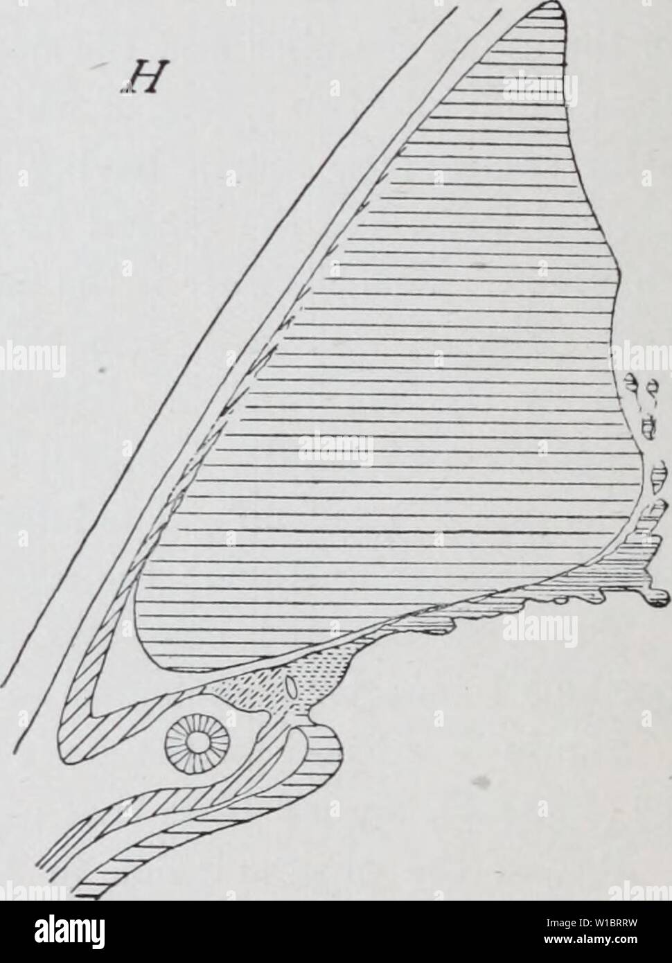 Archive image from page 45 of The development of the mesonephras. The ...