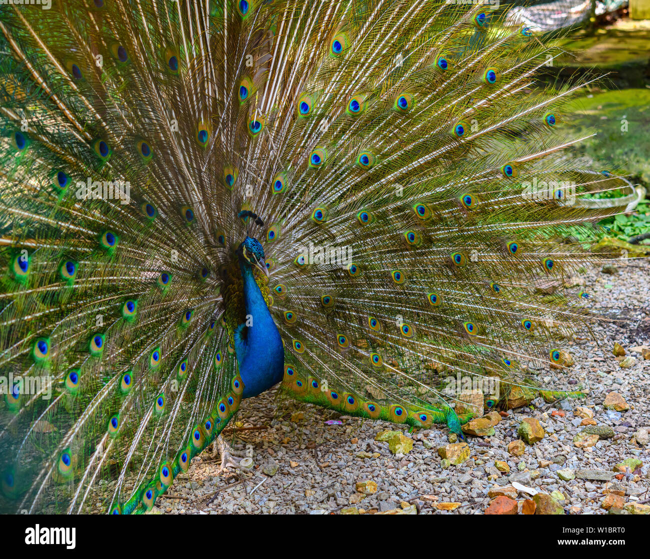 male peacock showing his beautiful tails proudly Stock Photo - Alamy