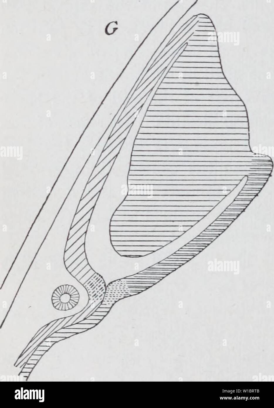 Mullerian duct hi-res stock photography and images - Alamy