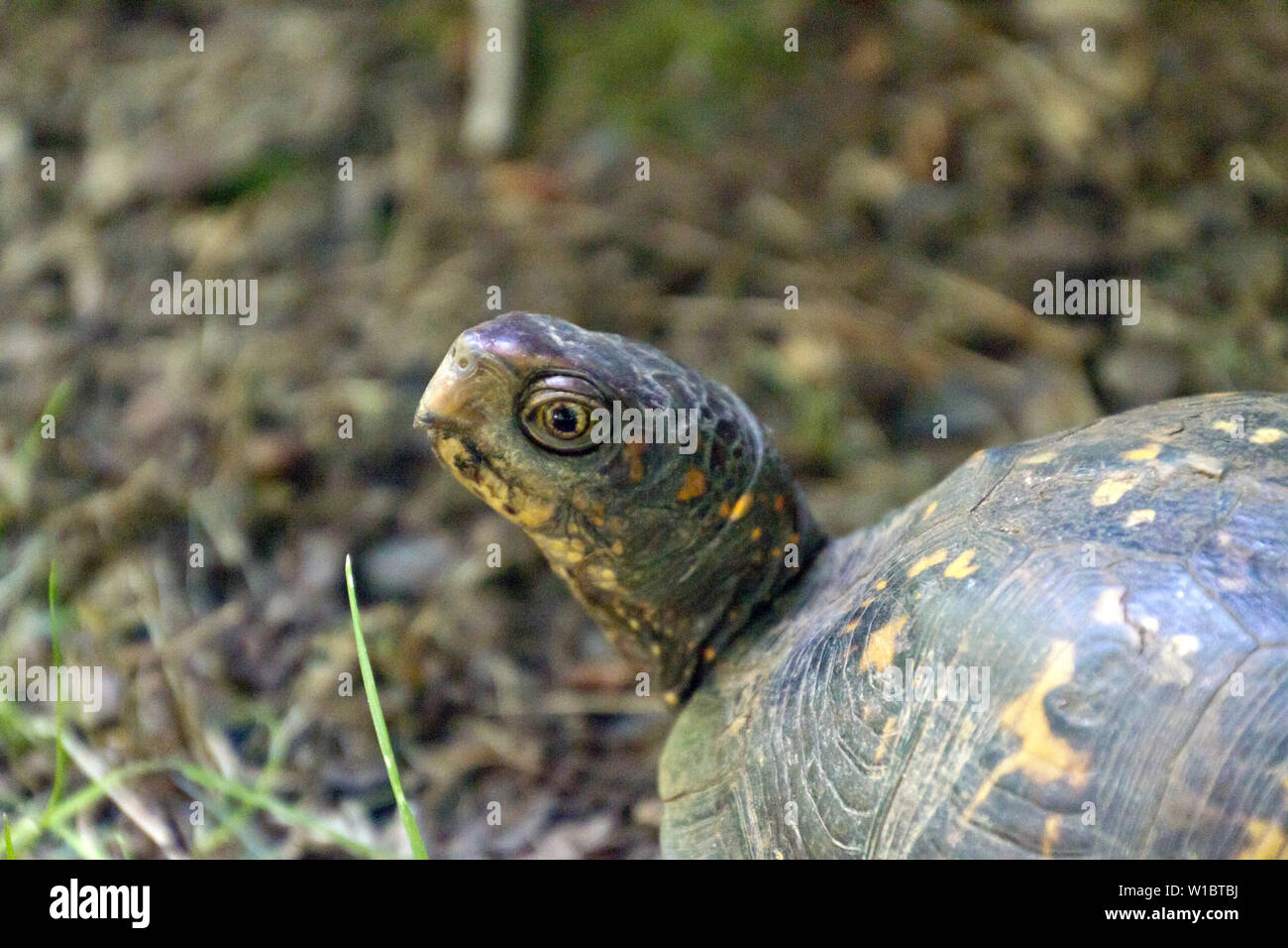 North american box turtle hi-res stock photography and images - Alamy