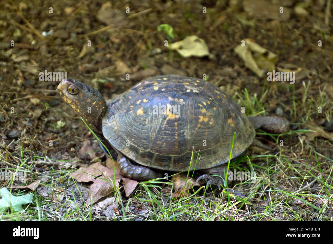 North american box turtle hi-res stock photography and images - Alamy