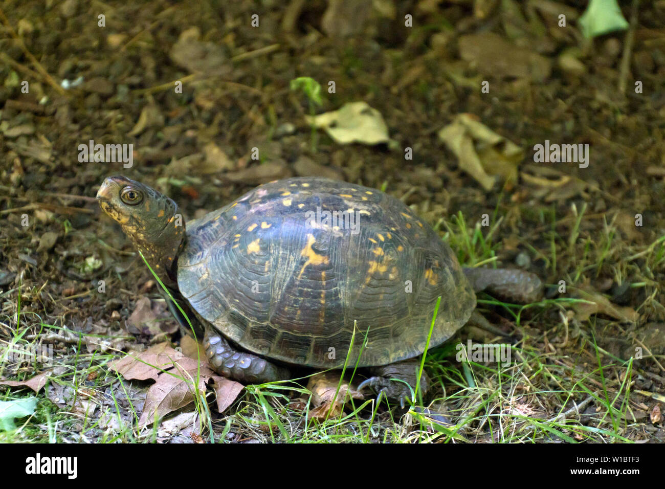 Long neck turtle hi-res stock photography and images - Alamy