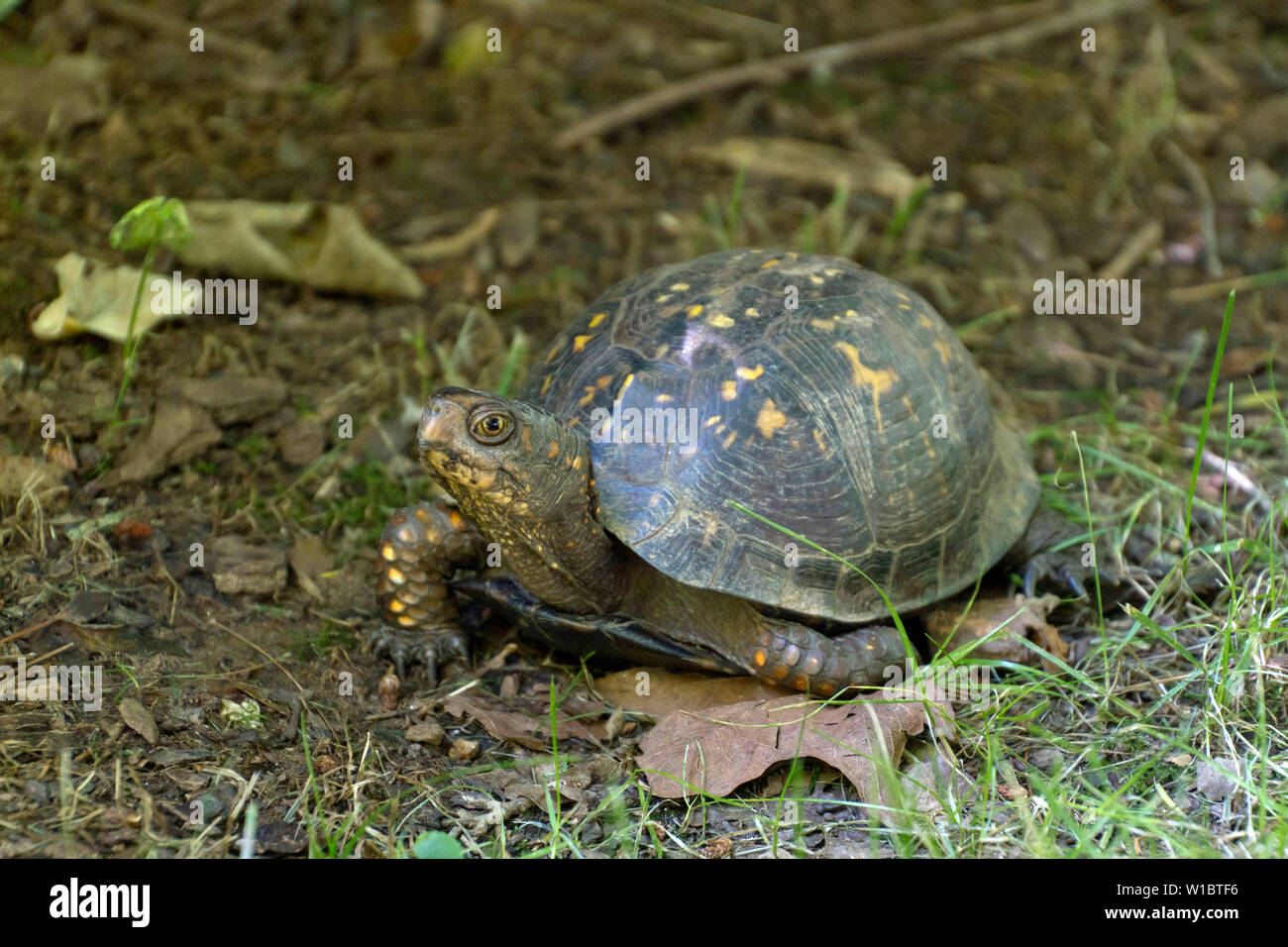 Leathery turtle hi-res stock photography and images - Alamy