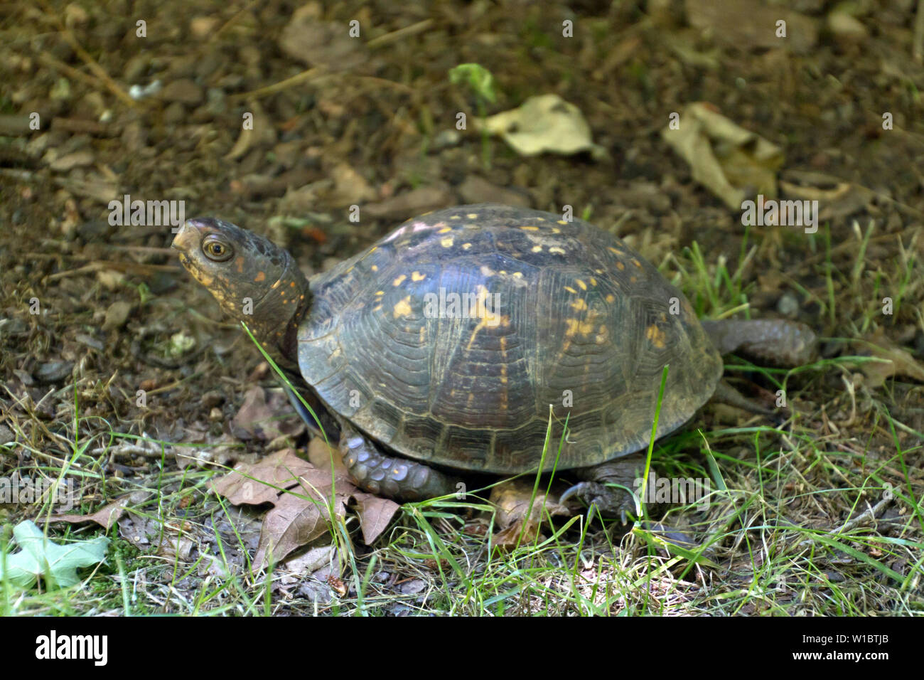 Leathery turtle hi-res stock photography and images - Alamy