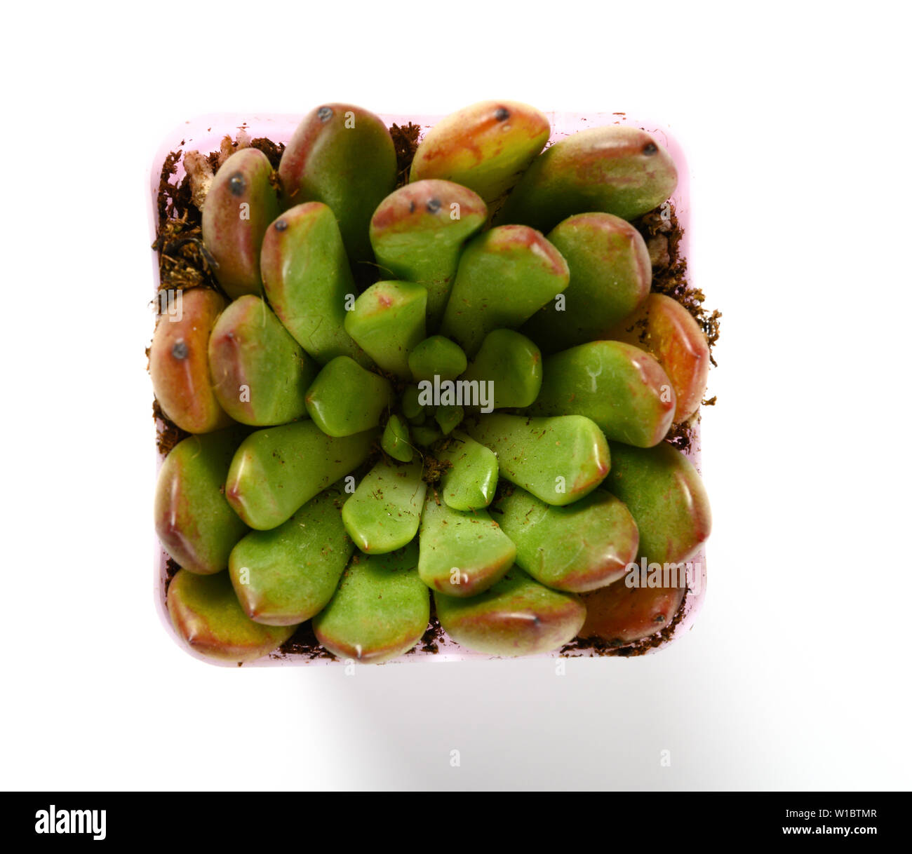 top view succulent Echeveria Bella plant of on a white background Stock ...