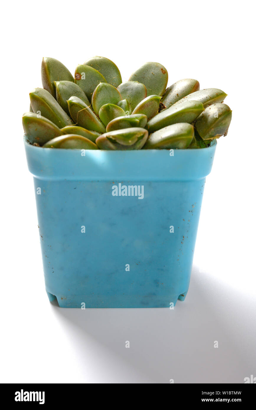 side view succulent plant of echeveria cv. green apple on a white ...