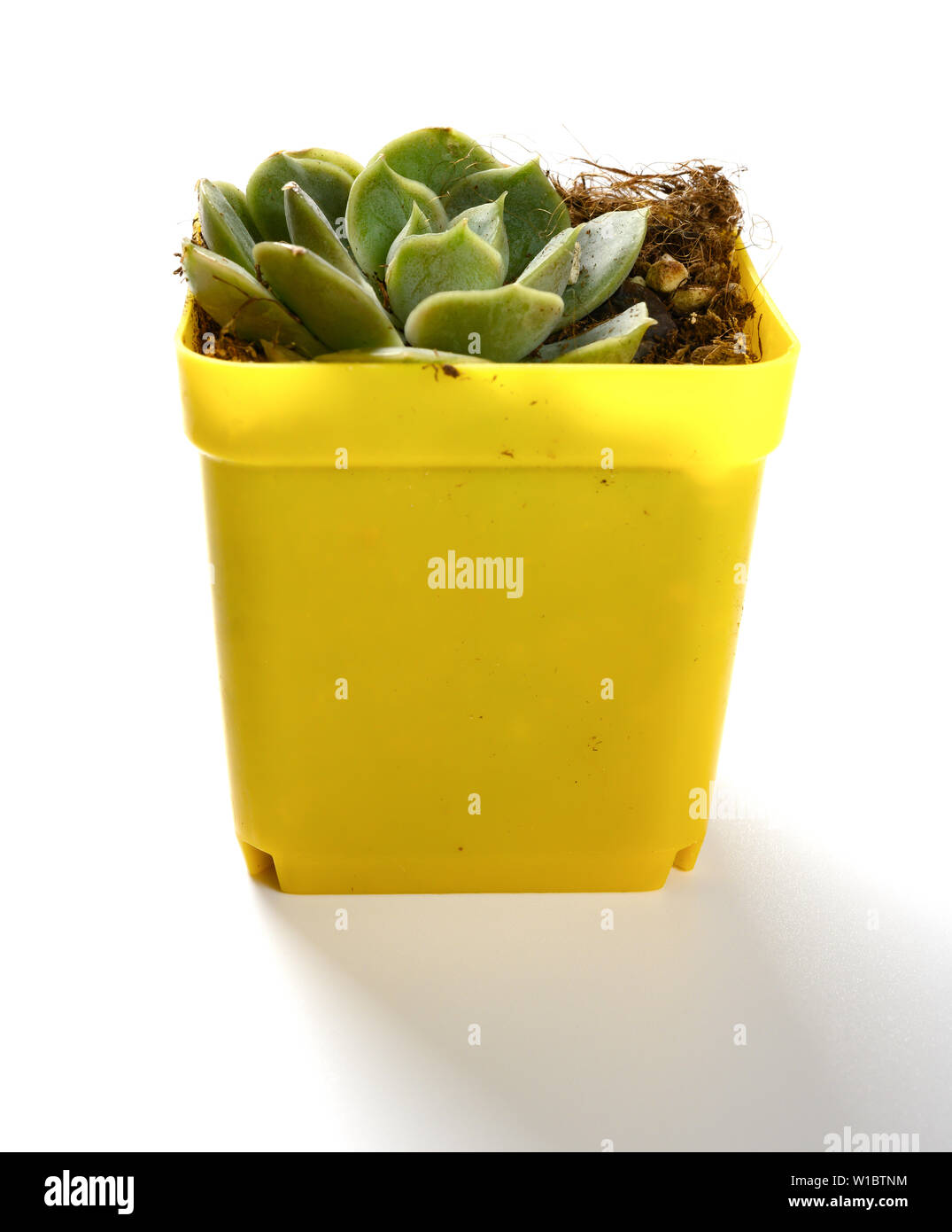 side view succulent plant of sedum adolphii on a white background Stock ...