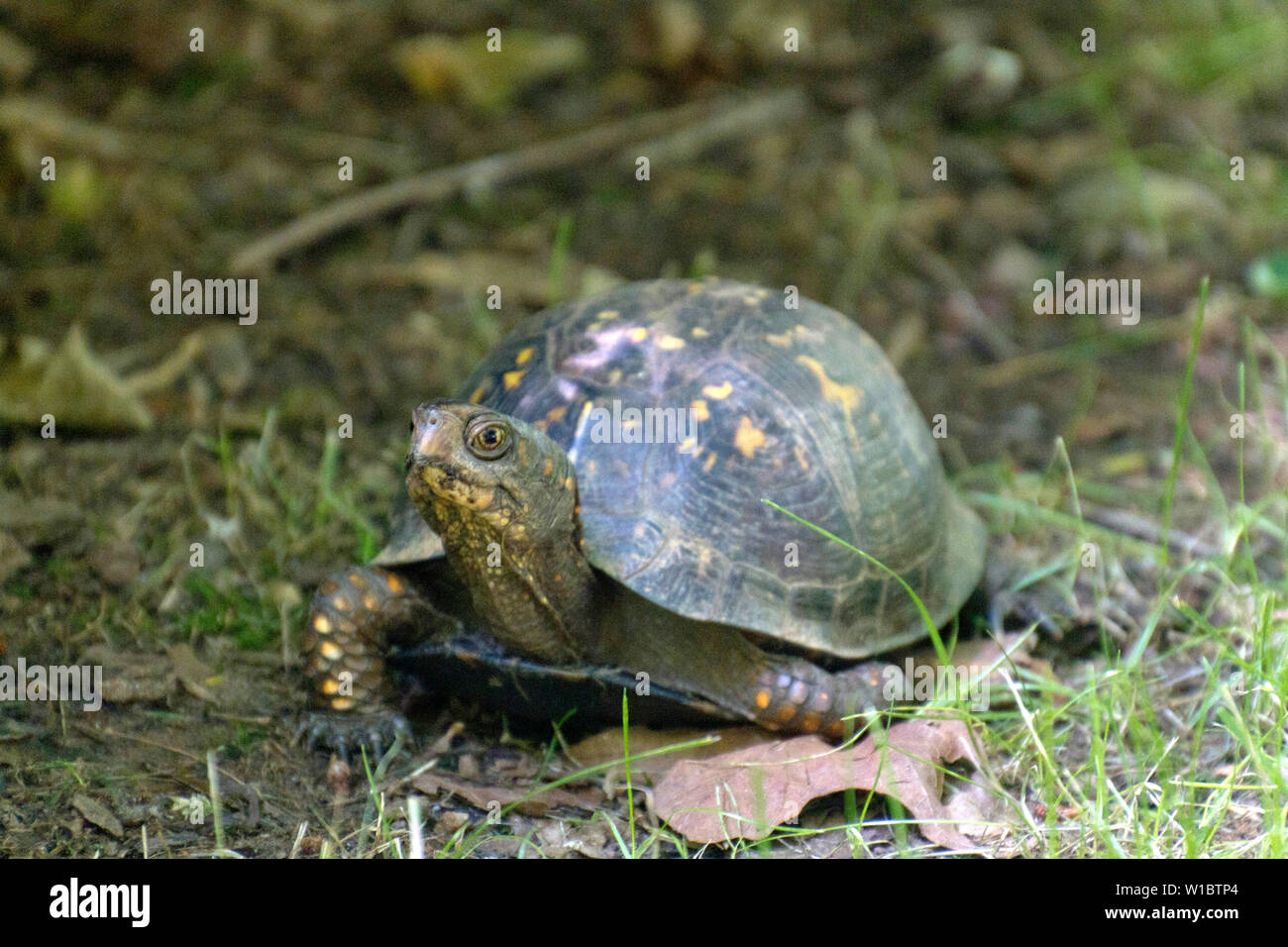 Leathery turtle hi-res stock photography and images - Alamy