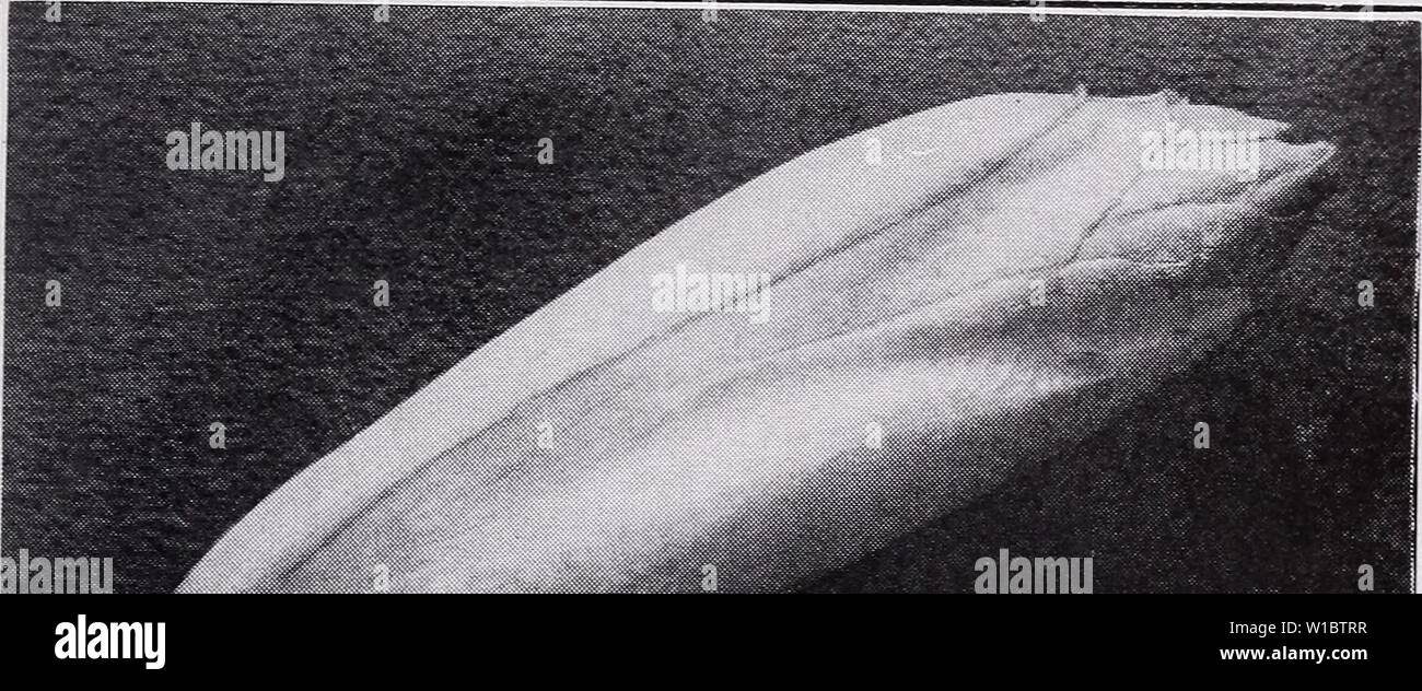 Hollow stalks hi-res stock photography and images - Alamy