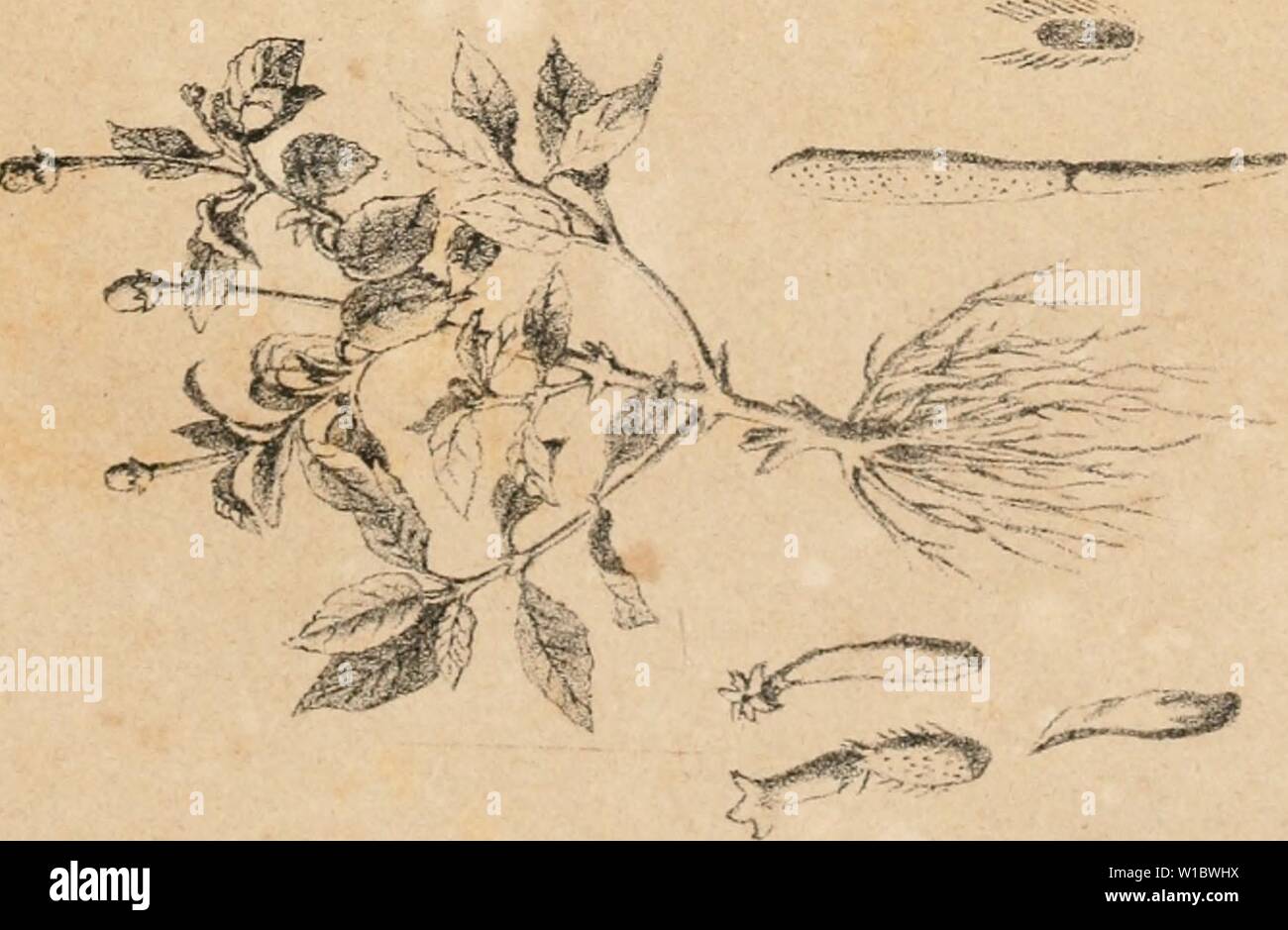 Archive image from page 462 of Diccionario de botanica brasileira; ou ...