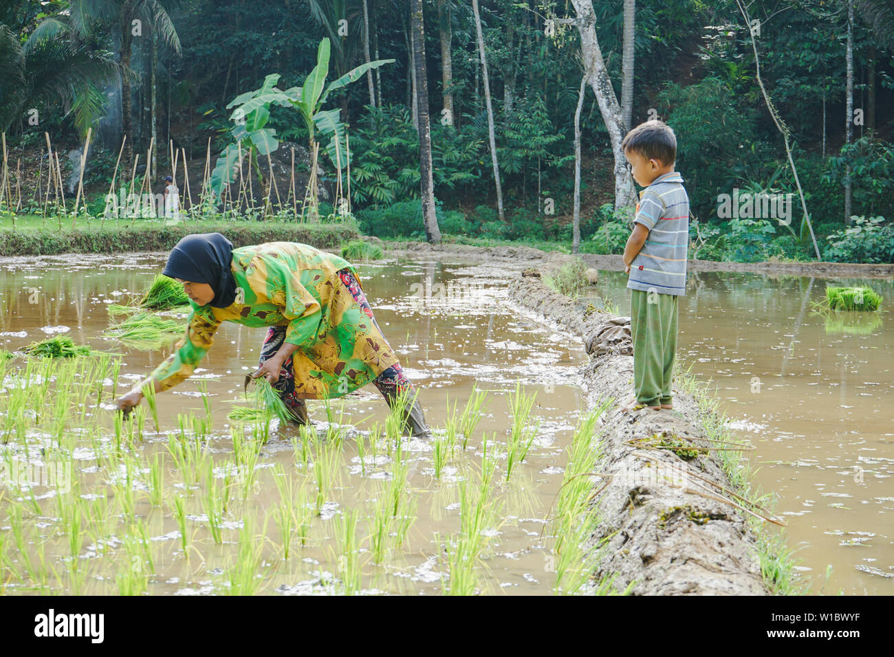 A children accompanying his mother when planting rice seeds at ...