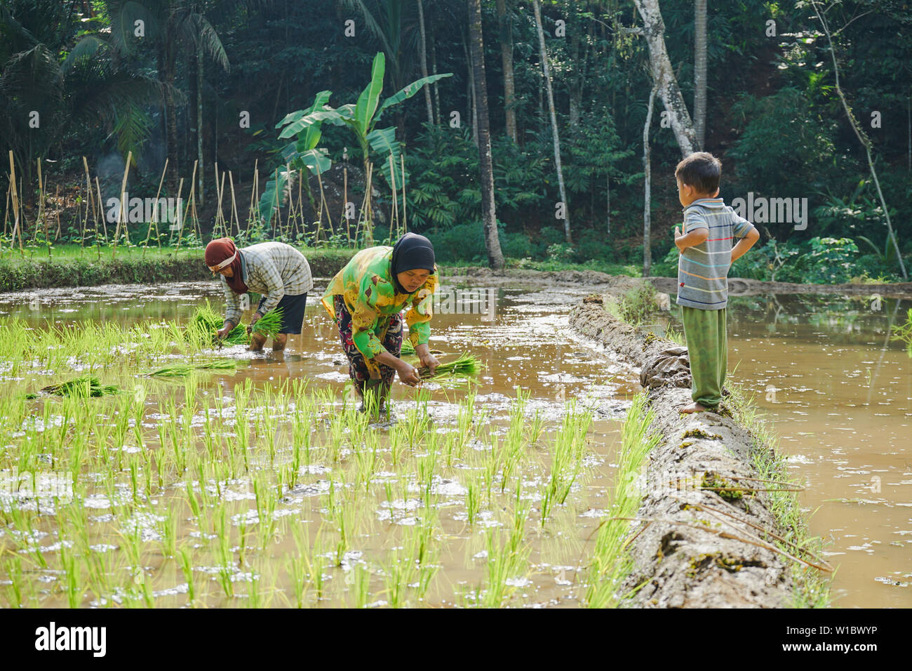 Woman and boy planting seeds hi-res stock photography and images - Alamy