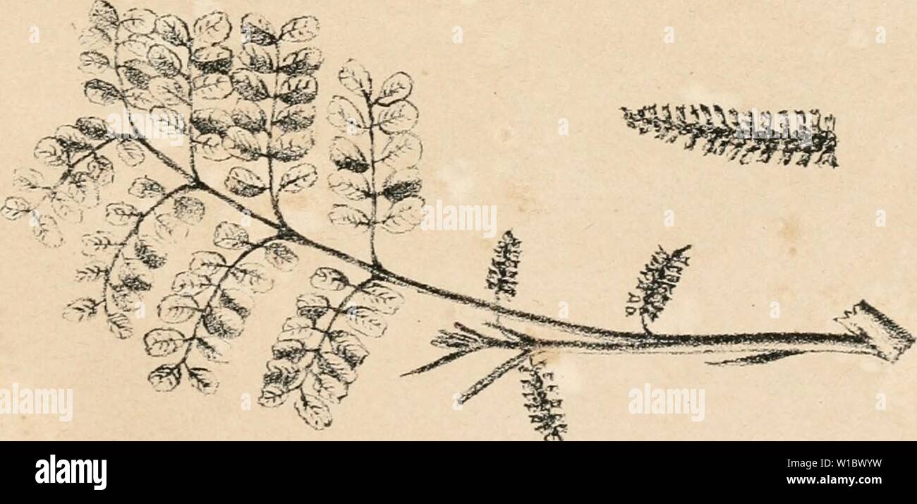 Archive image from page 468 of Diccionario de botanica brasileira; ou ...