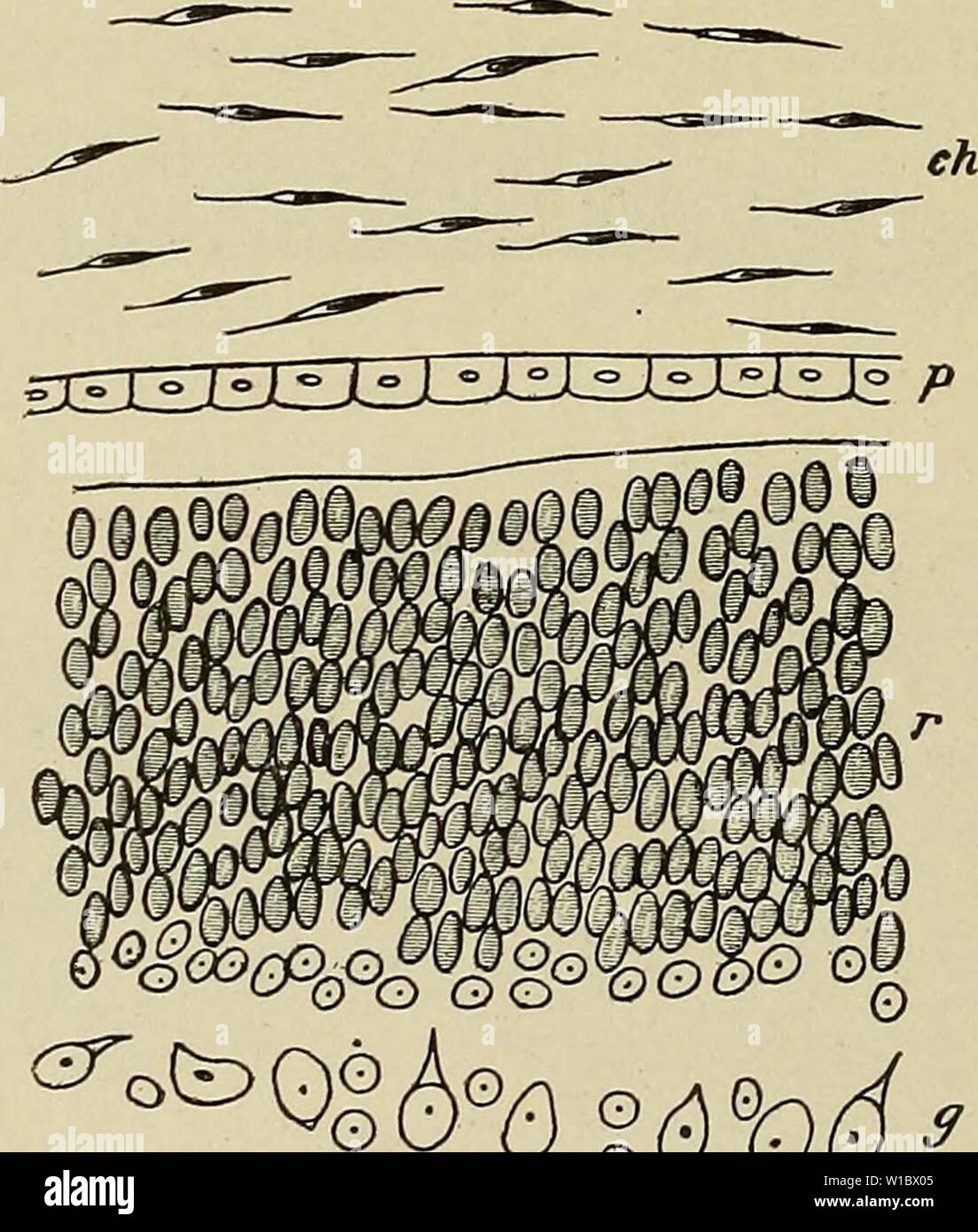 Archive image from page 467 of The development of the human. The ...
