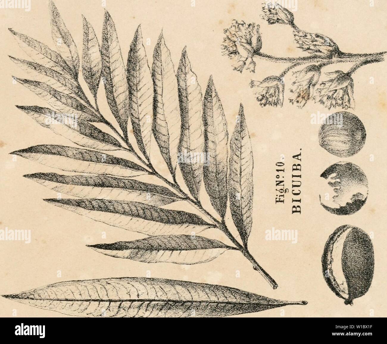 Archive image from page 468 of Diccionario de botanica brasileira; ou ...