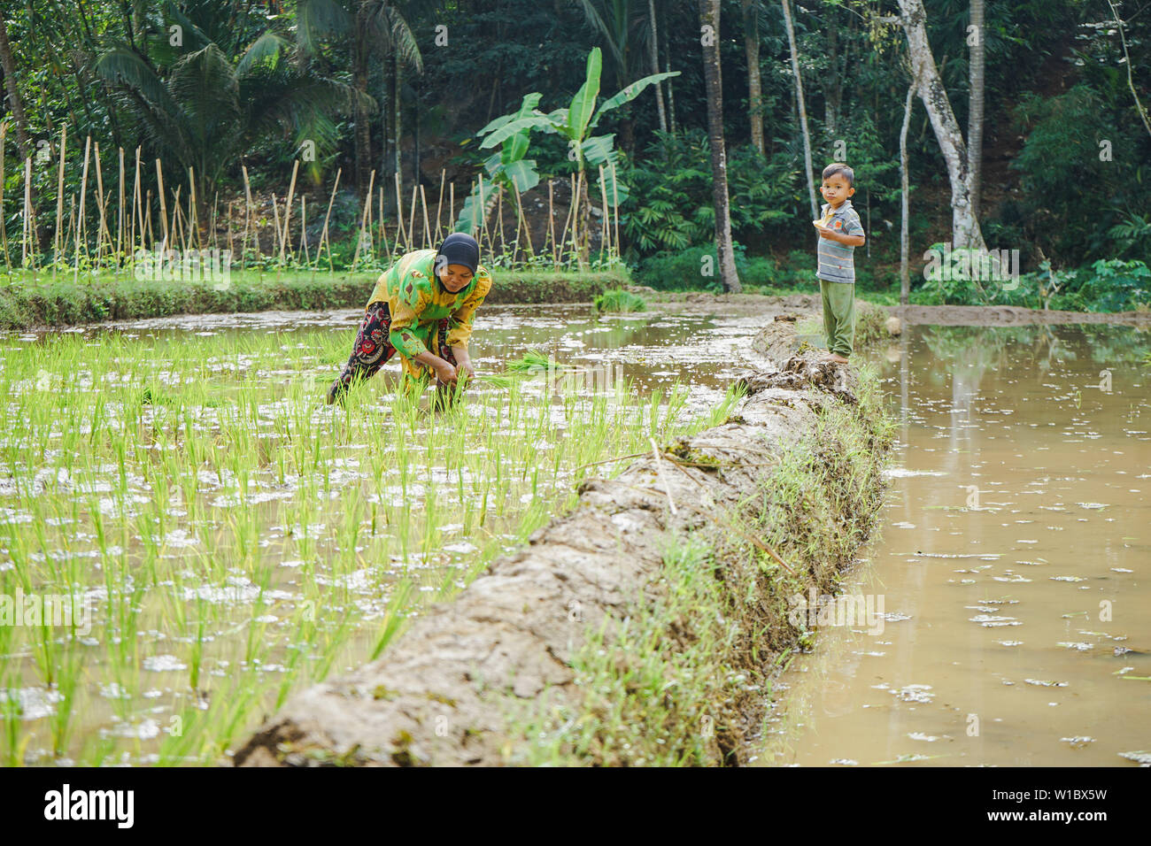 A children accompanying his mother when planting rice seeds at ...