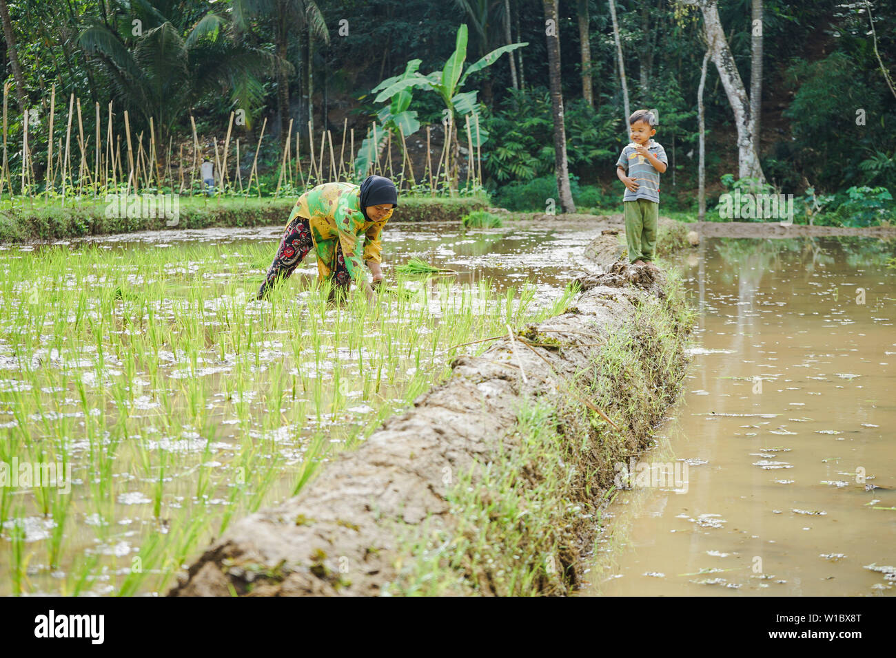 A children accompanying his mother when planting rice seeds at ...