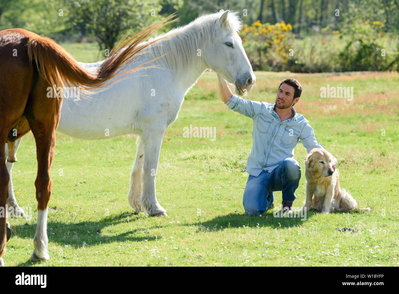 handsome young man walking with a horse and a dog Stock Photo - Alamy