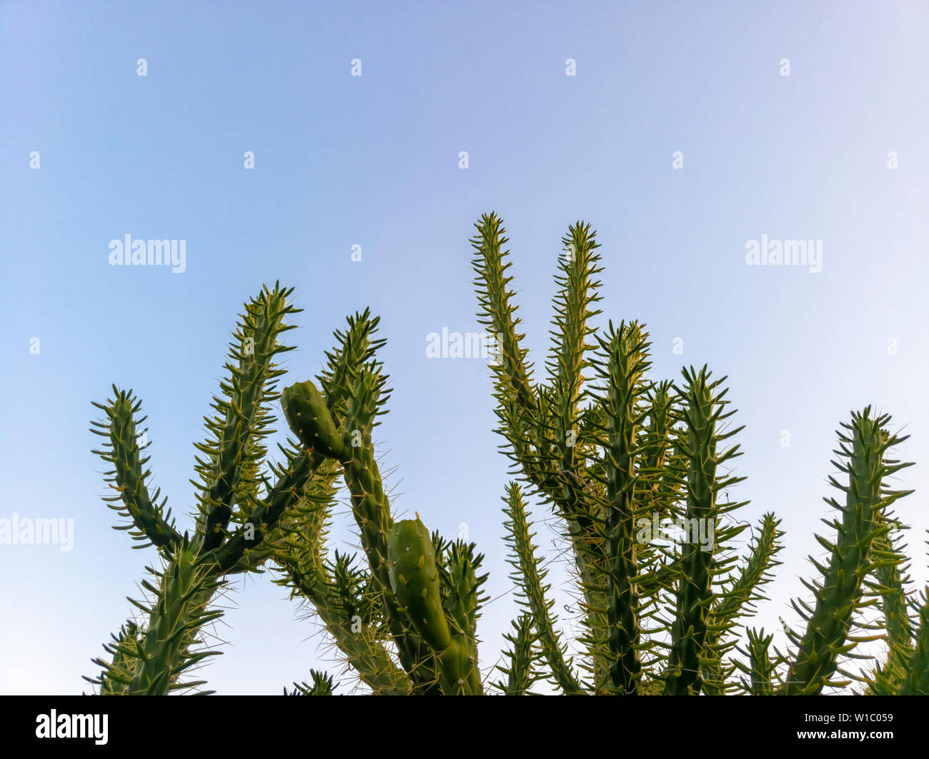 Opuntia cactus propagation in hi-res stock photography and images - Alamy