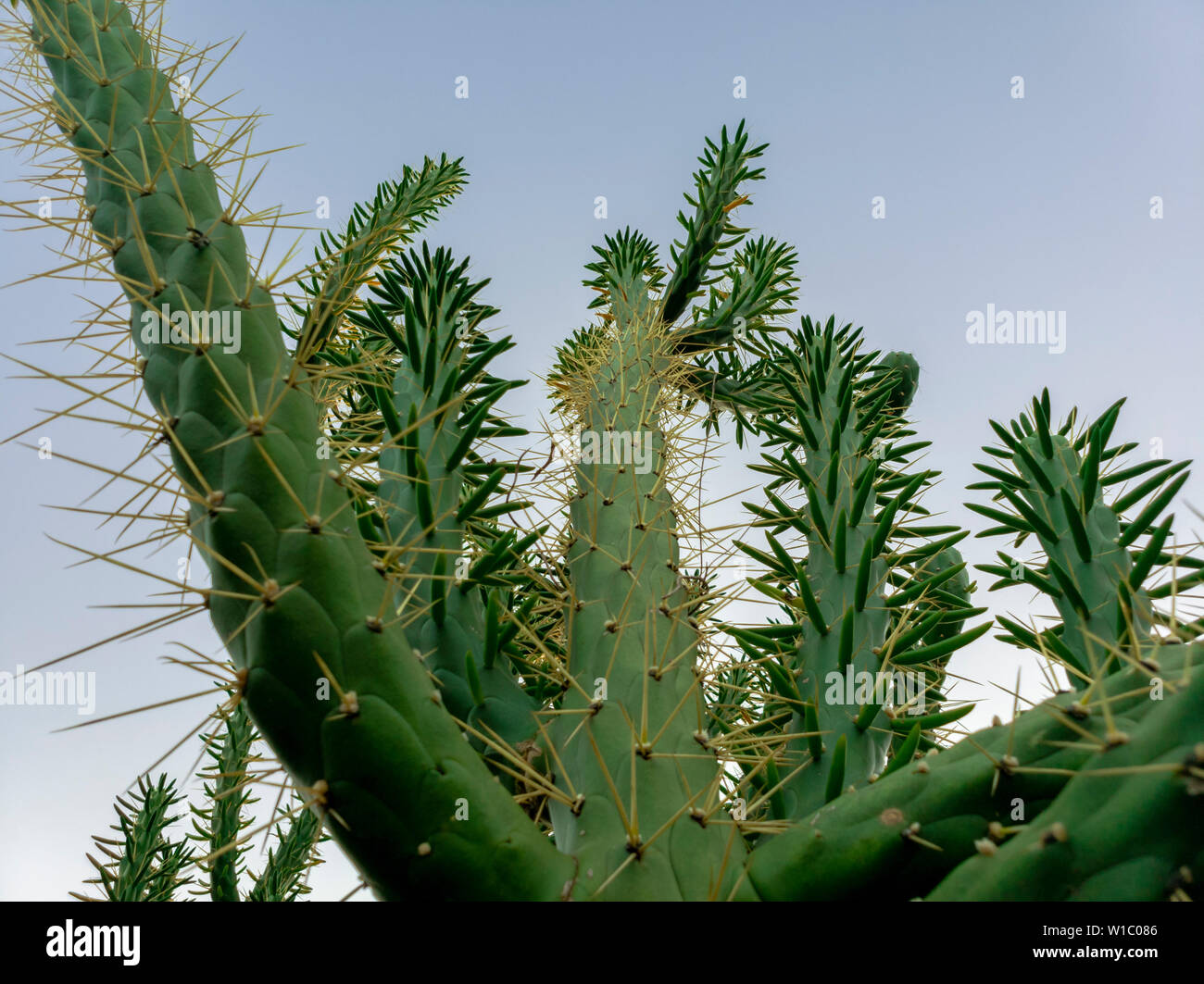 Very thorny cactus plants hi-res stock photography and images - Alamy