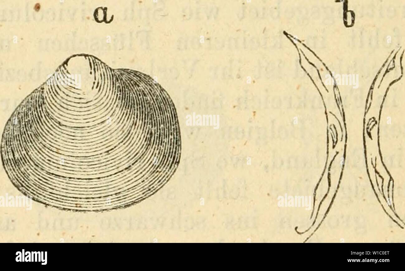 Sphaerium sp hi-res stock photography and images - Alamy