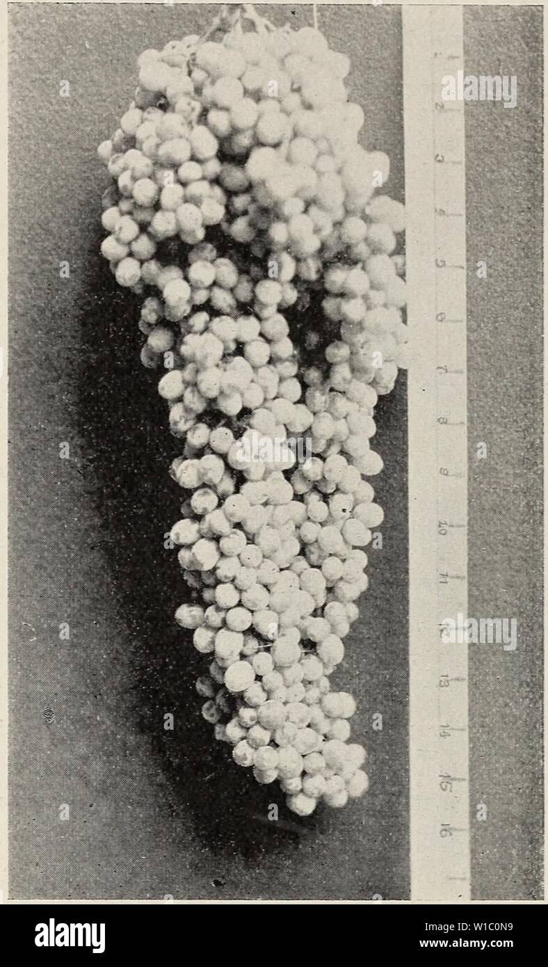 Seedless plants drawing hi-res stock photography and images - Alamy