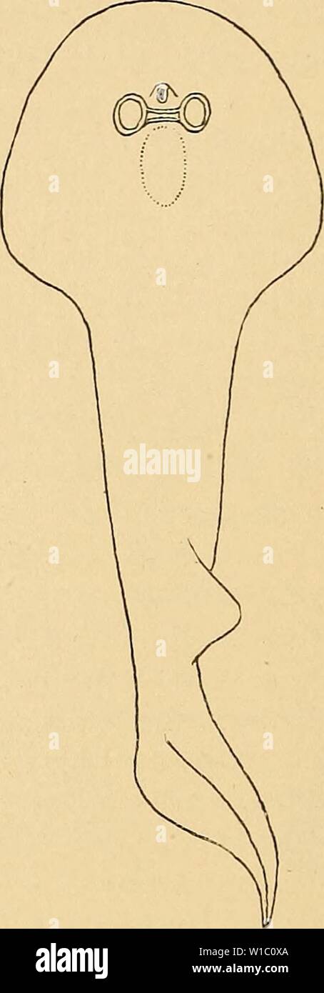 Archive image from page 49 of Devonian fishes of Iowa (1908). Devonian ...