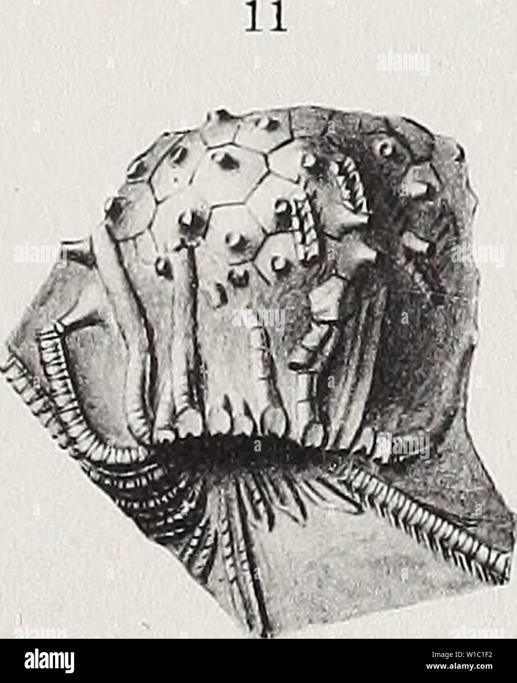 Archive image from page 498 of The Devonian crinoids of the Stock Photo ...