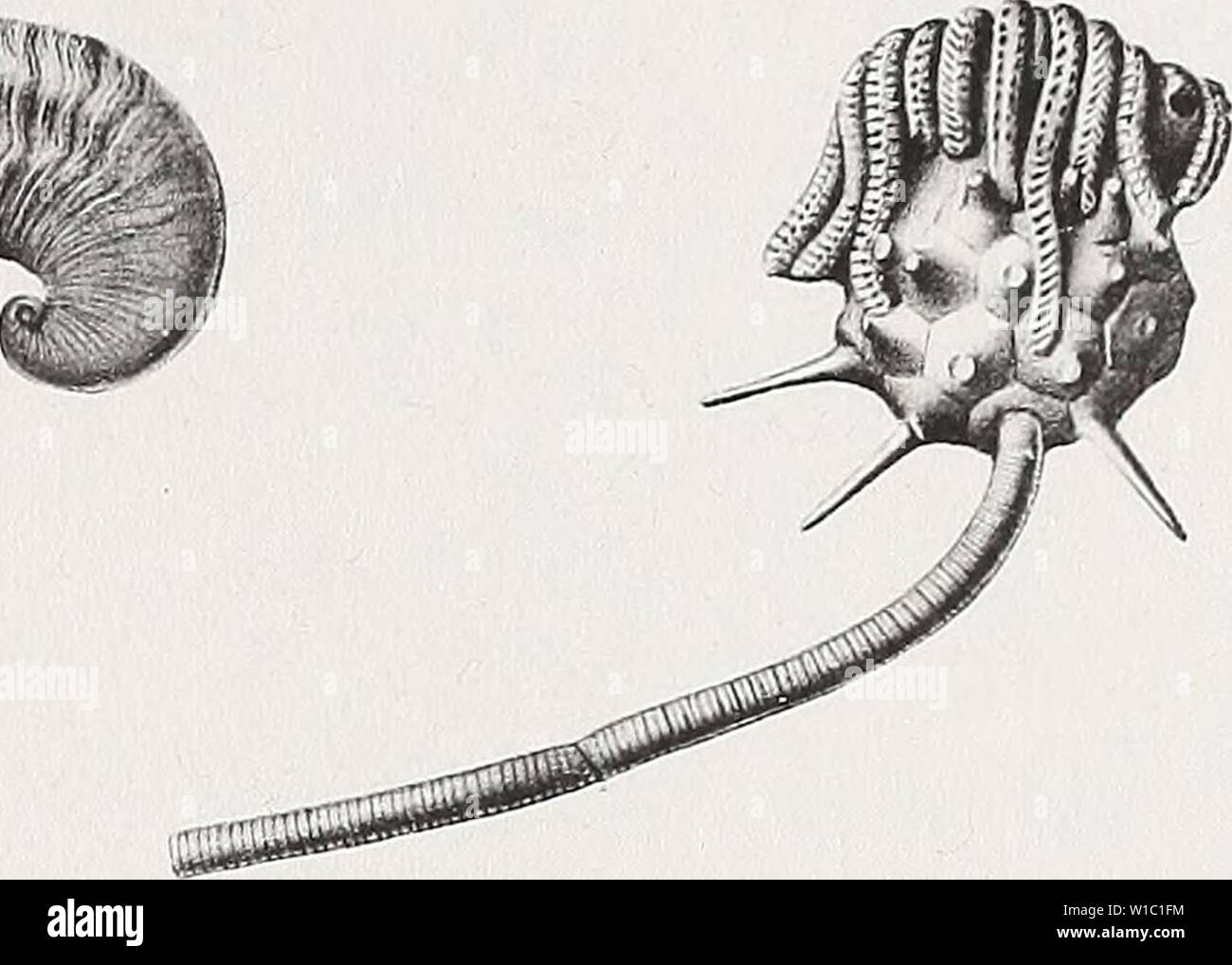 Archive image from page 498 of The Devonian crinoids of the Stock Photo ...