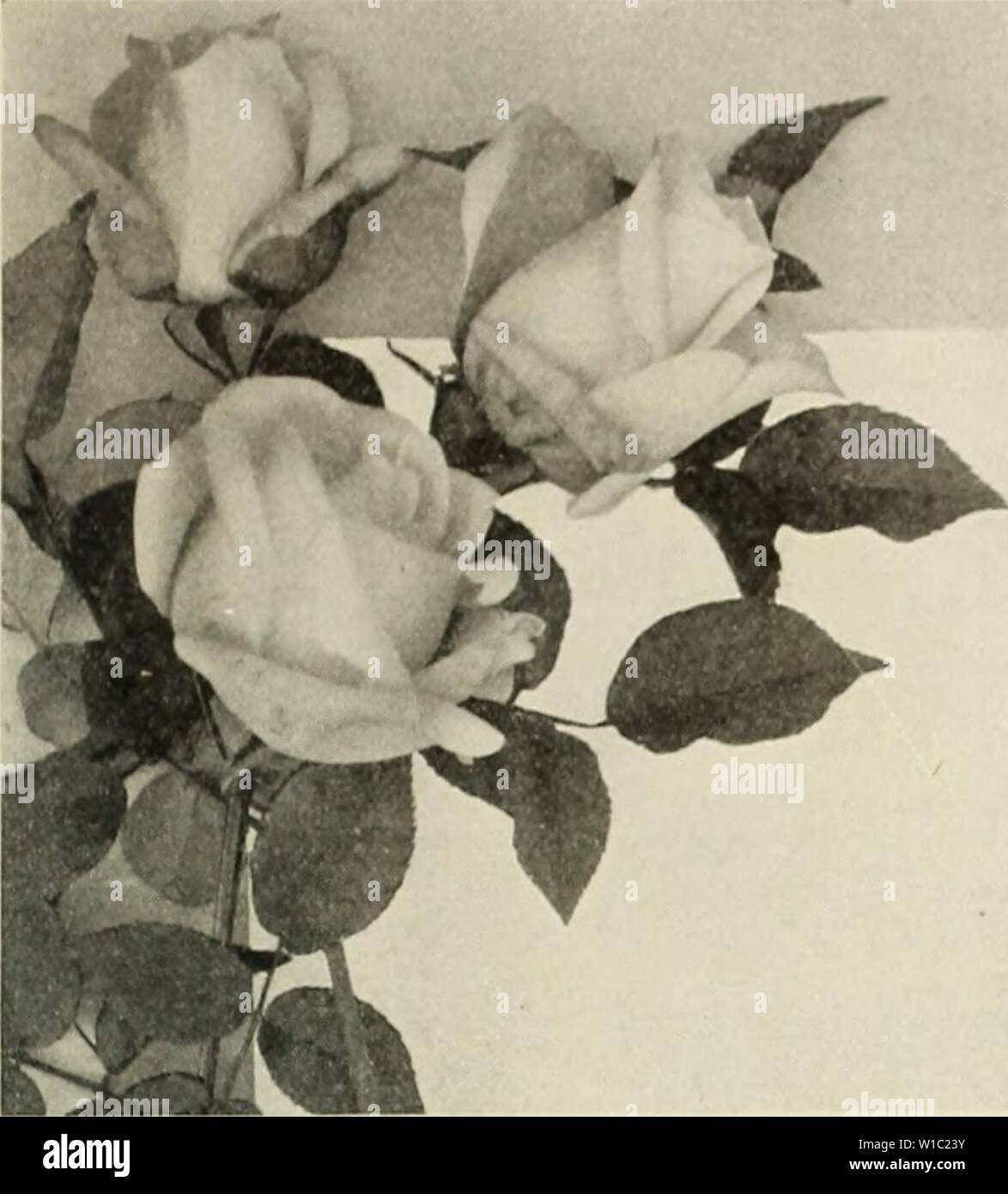 Fancher creek nurseries hi-res stock photography and images - Alamy