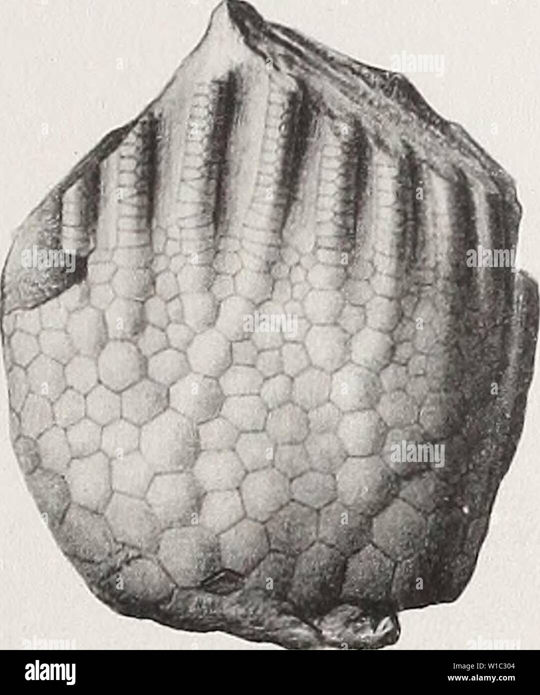 Crinoids picture hi-res stock photography and images - Alamy