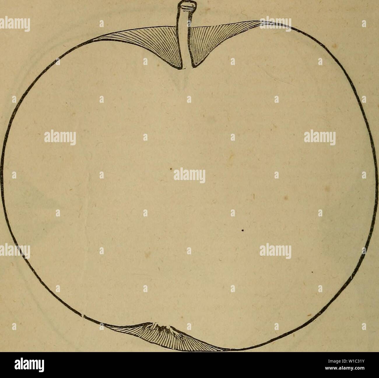 Two uppermost branches hi-res stock photography and images - Alamy